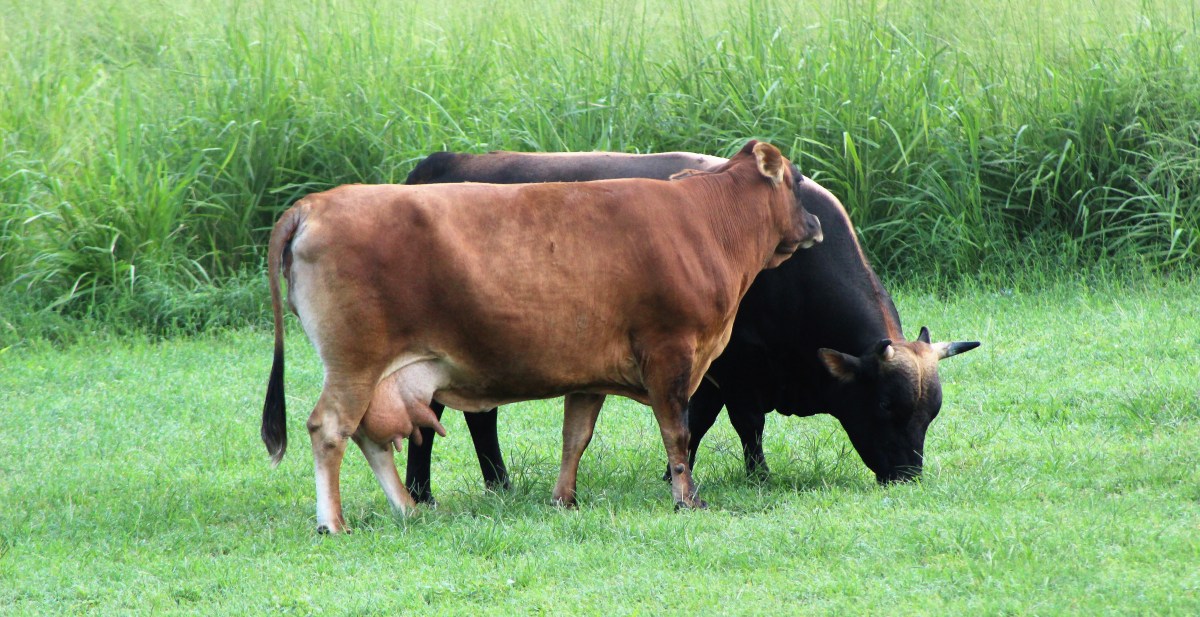 Photo: The Mona Cows – Life of a Jamaican